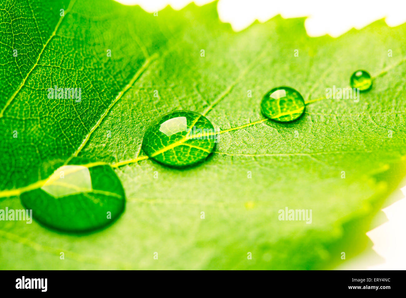 Water drop on leaf Stock Photo - Alamy