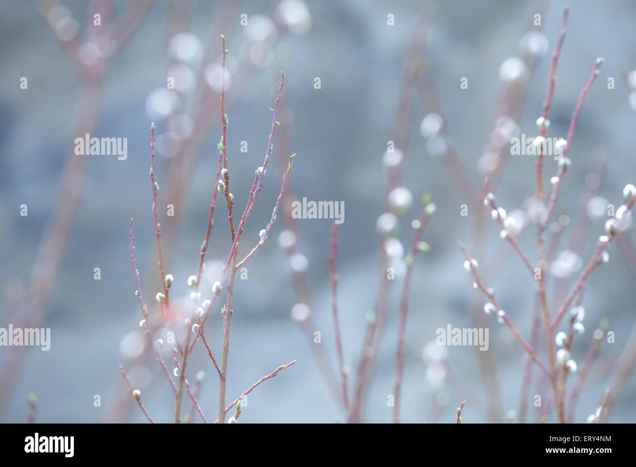 Willows budding out in early spring in Alaska with an intentional ...