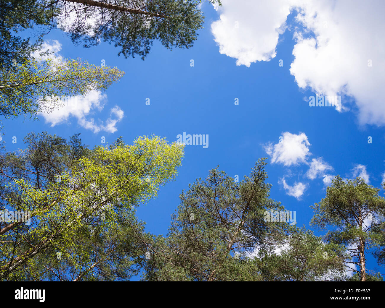 Tree tops against blue sky and white clouds Stock Photo - Alamy