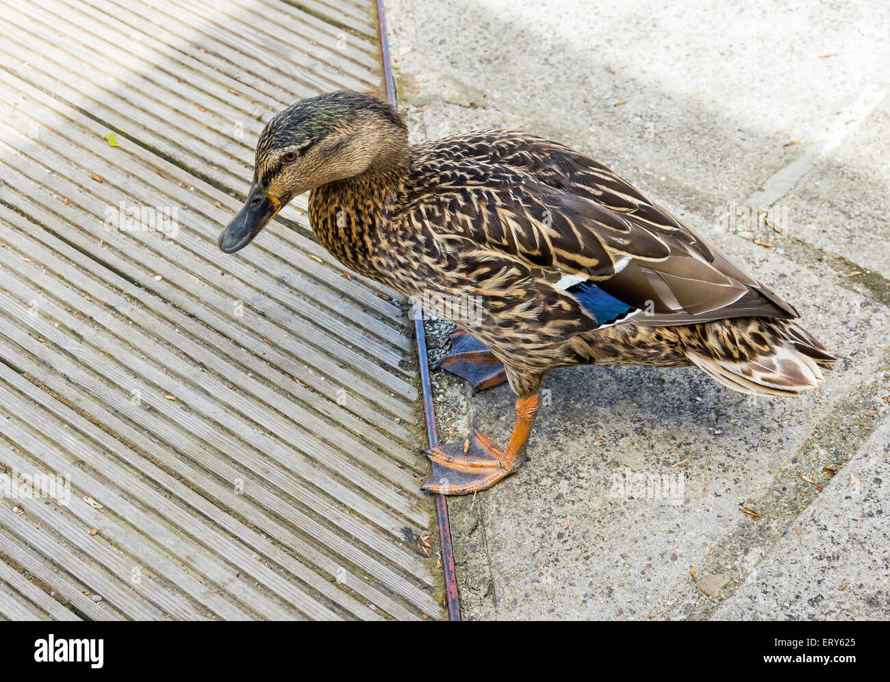 A duck stands on the dividing line between cement and wooden decking ...