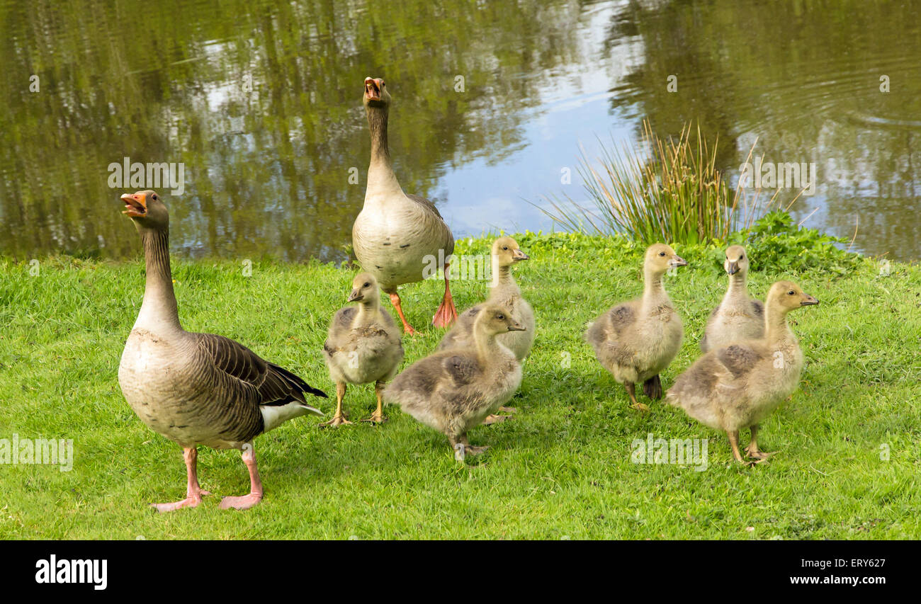 Hissing geese fiercely defend their goslings Stock Photo - Alamy