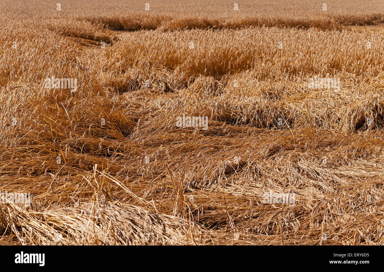 Crop field agriculture damaged ruined rural scene hi-res stock ...
