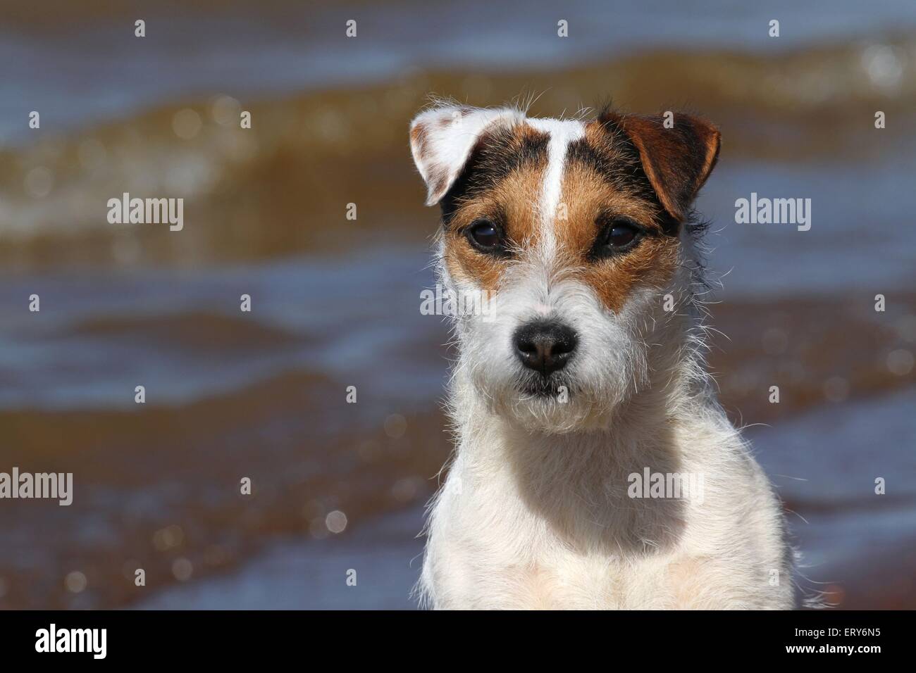 Parson Russell Terrier Portrait Stock Photo - Alamy