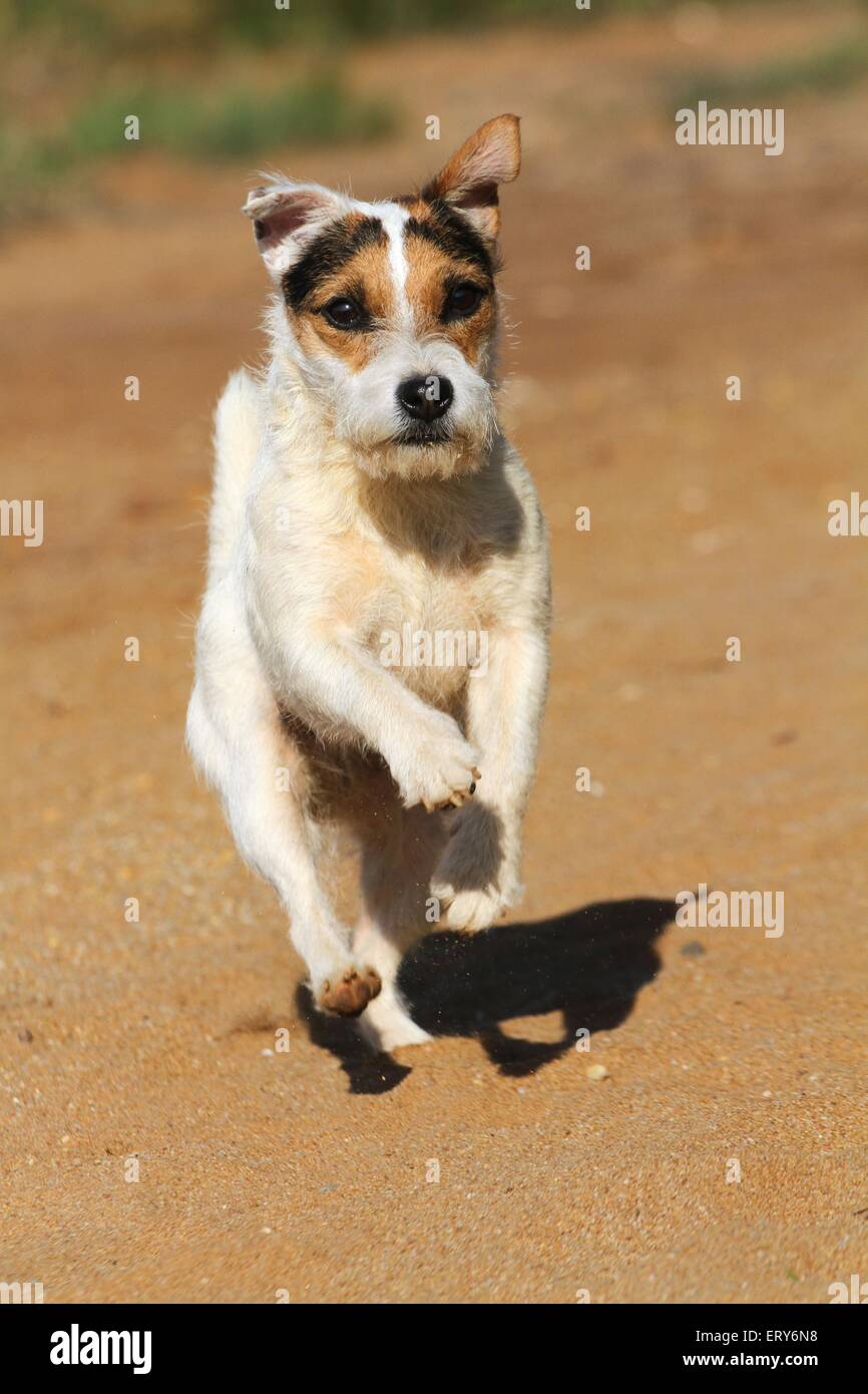 running Parson Russell Terrier Stock Photo - Alamy