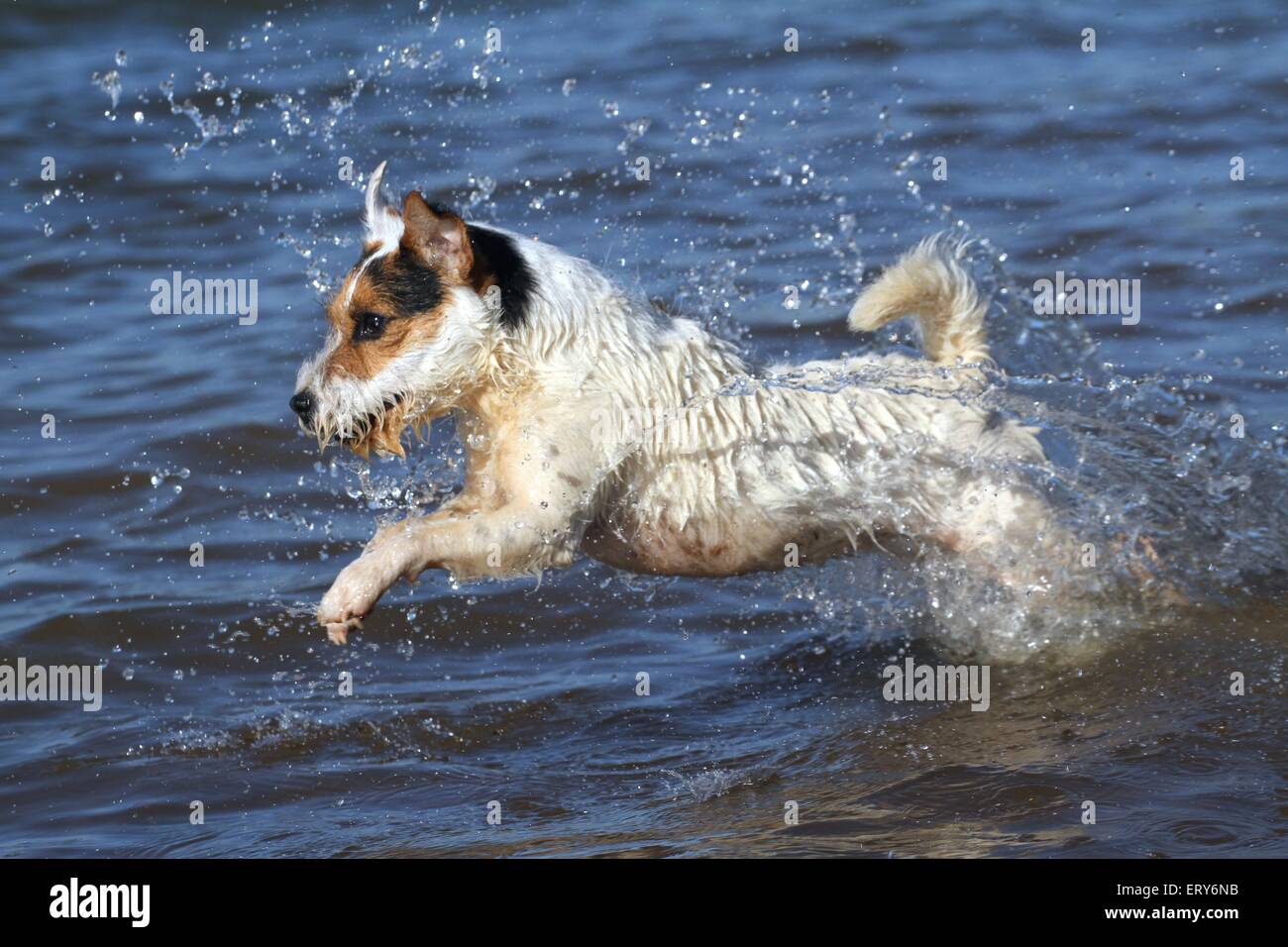 running Parson Russell Terrier Stock Photo - Alamy