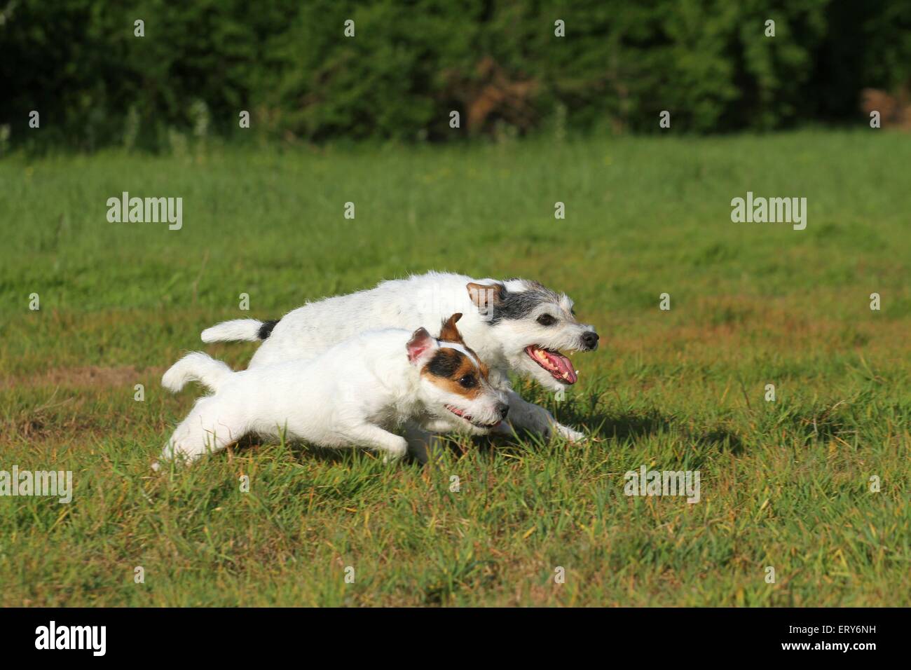 running Parson Russell Terrier Stock Photo - Alamy