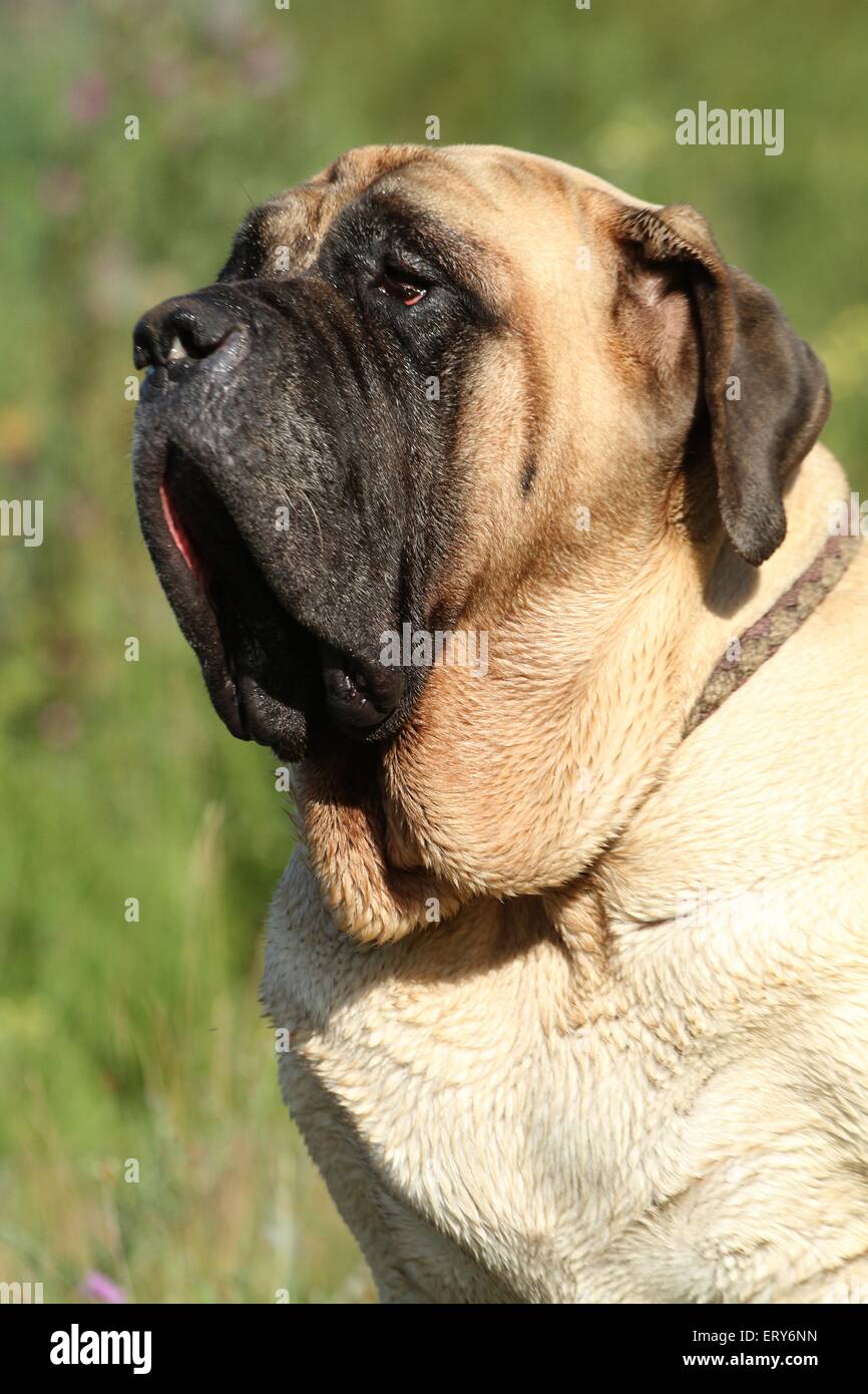 Old English Mastiff Portrait Stock Photo - Alamy