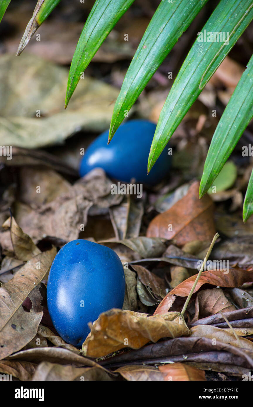 Blue fruit of the Cassowary Plum (Cerbera floribunda) on the ground in ...