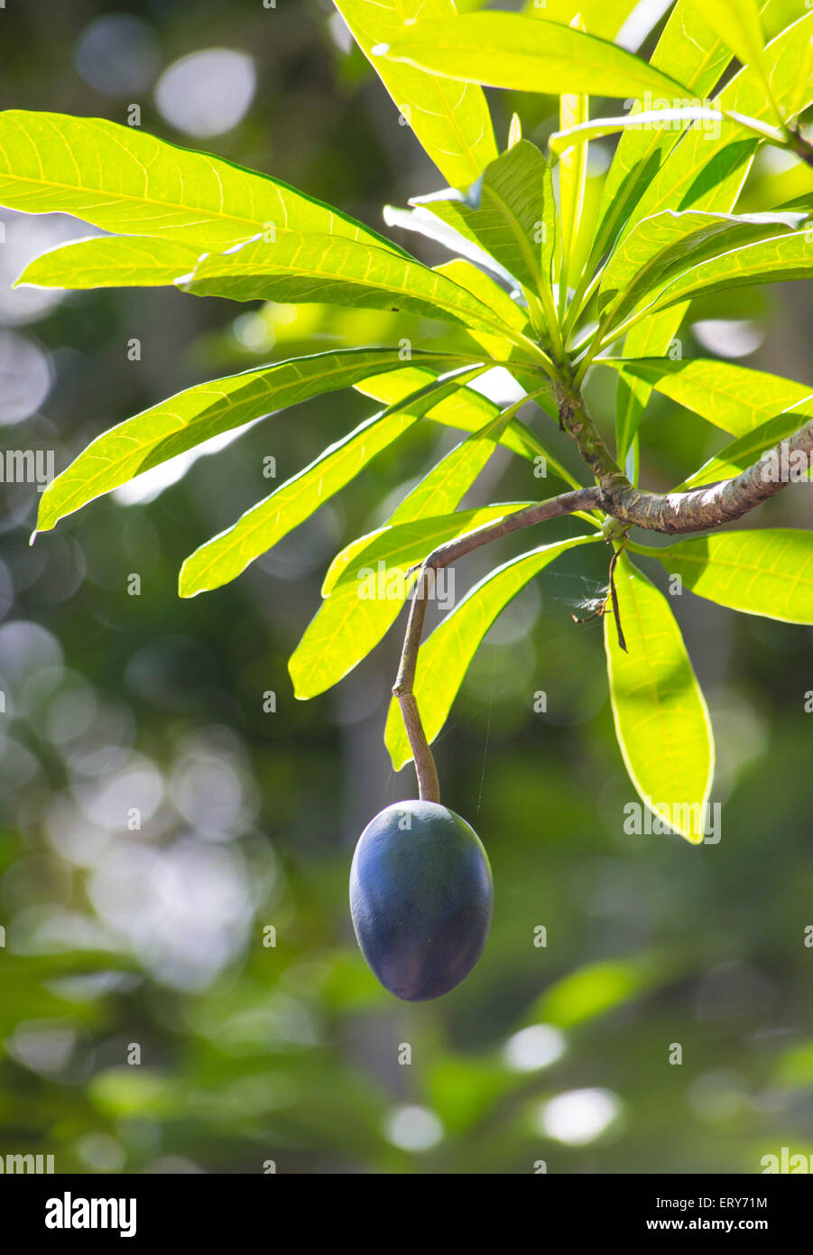 Blue fruit of the Cassowary Plum (Cerbera floribunda), Daintree region ...