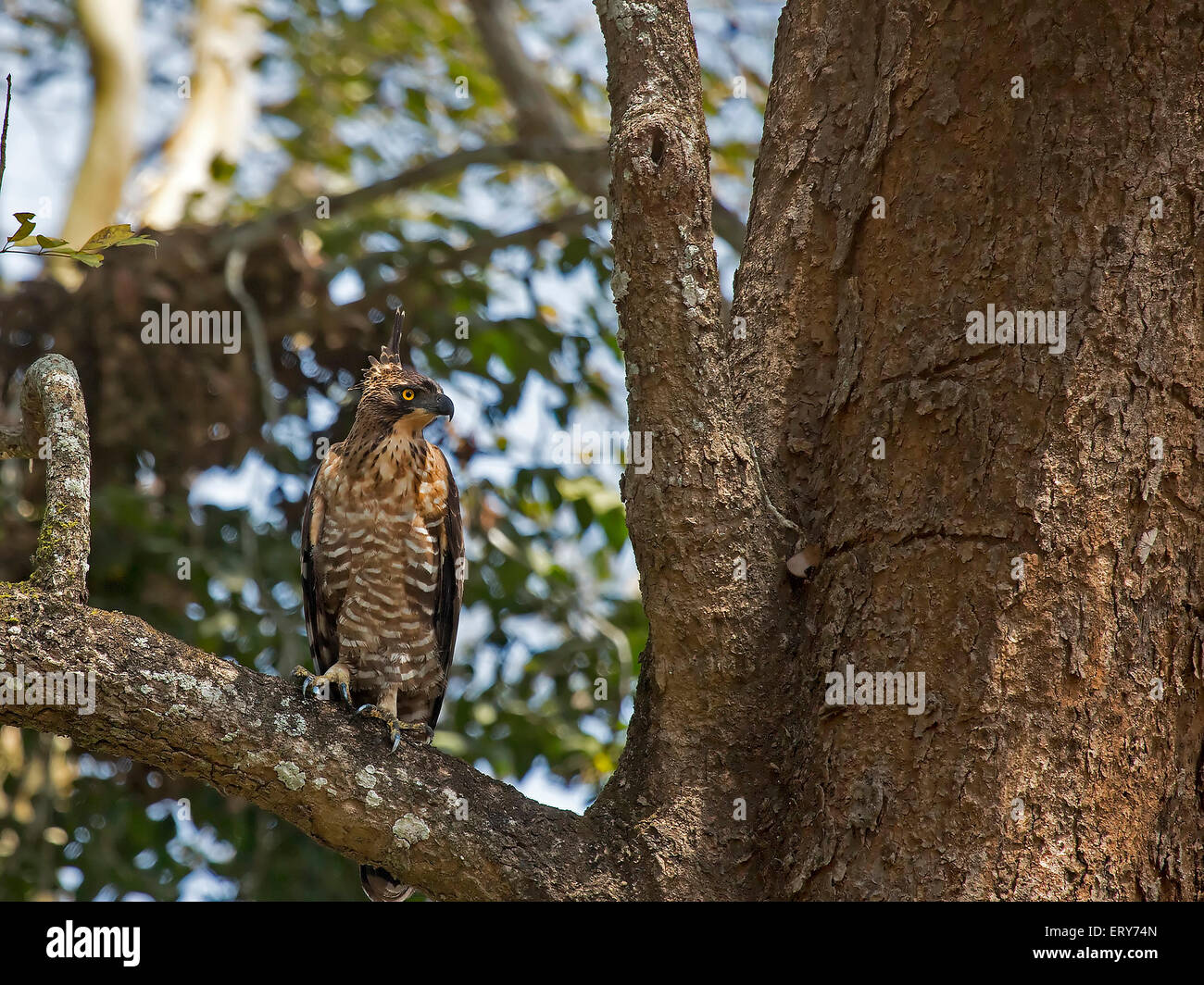 Changeable Hawk Eagle (Spizaetus cirrhatus), Kabini national Park ...