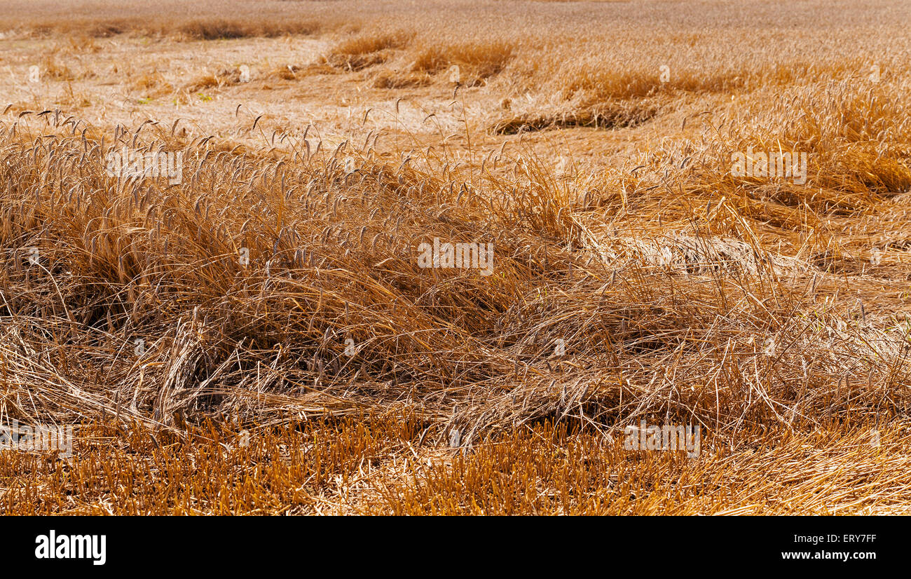 Crop field agriculture damaged ruined rural scene hi-res stock ...