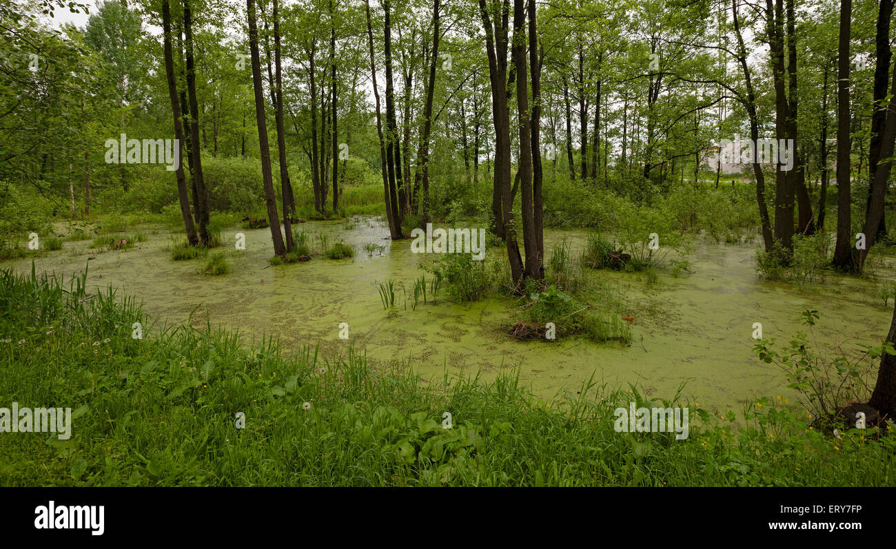 Green water edge marsh hi-res stock photography and images - Alamy