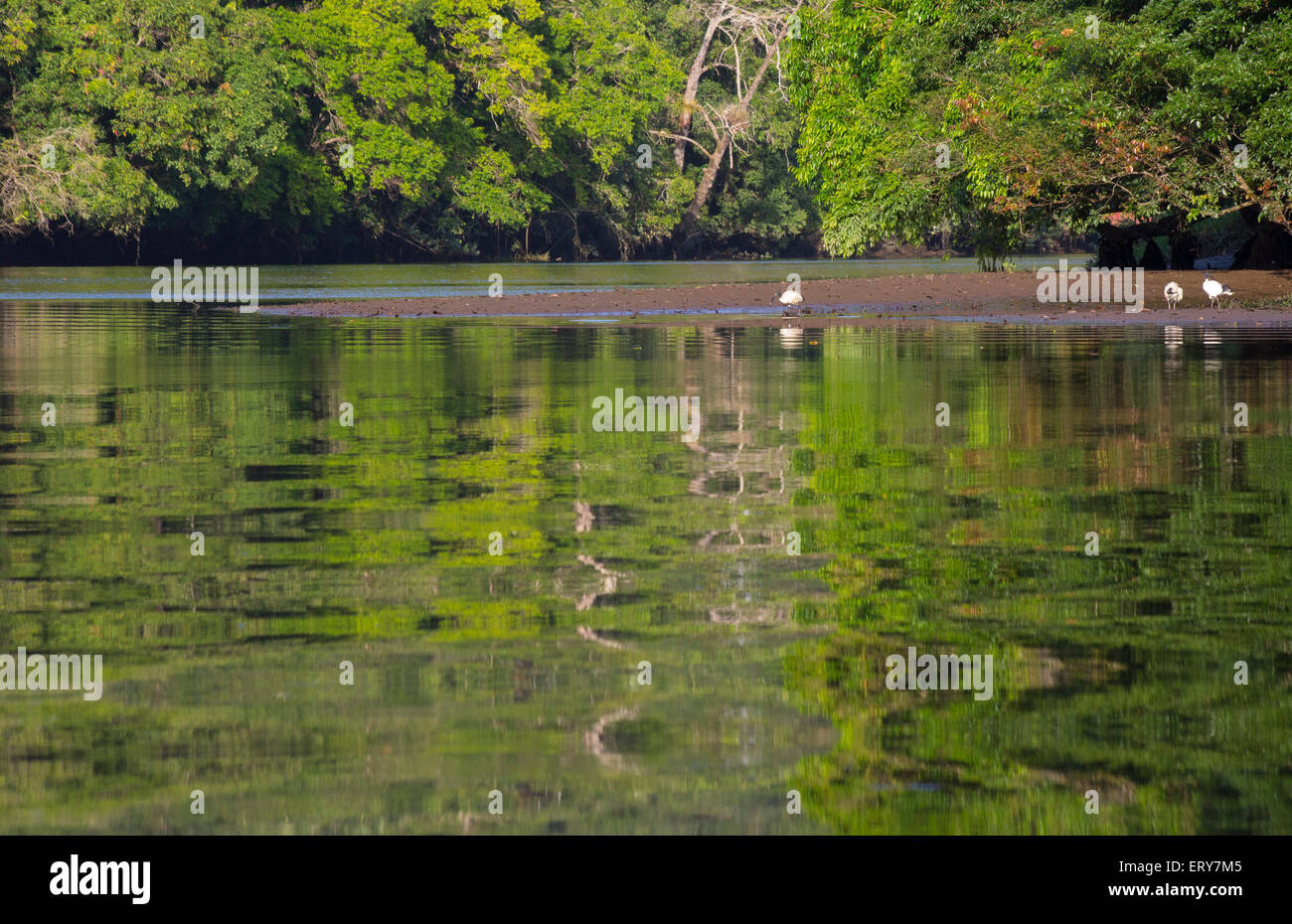 Daintree river national park hi-res stock photography and images - Alamy