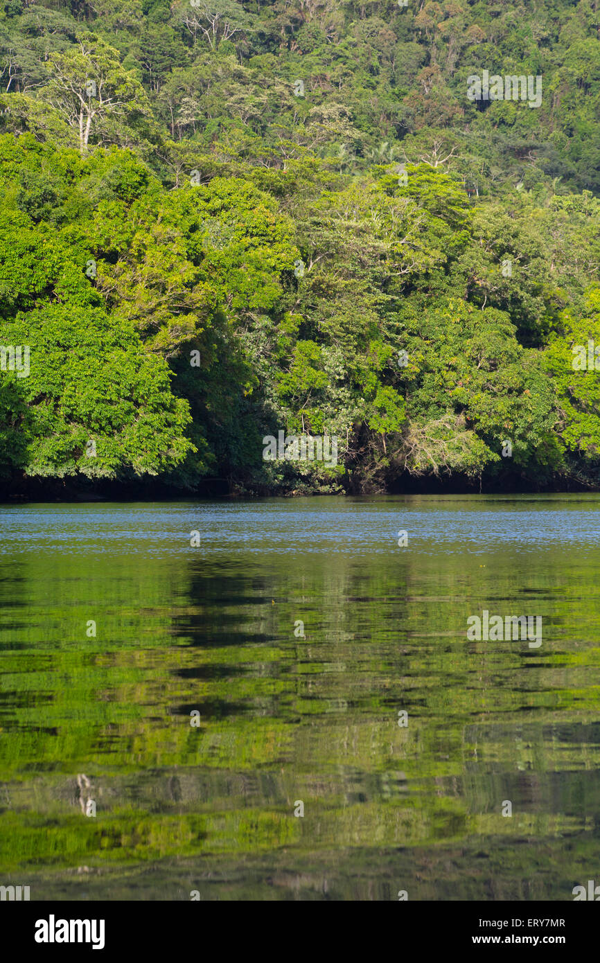 Rainforest along the Daintree River, Queensland, Australia Stock Photo ...