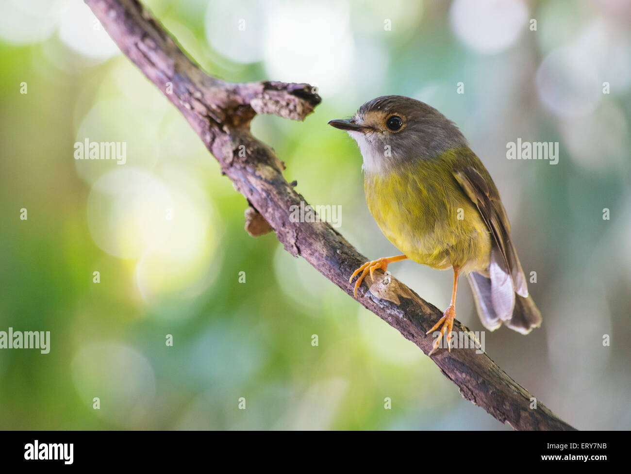 Pale-yellow Robin (Tregellasia capito), Atherton Tablelands, Queensland ...