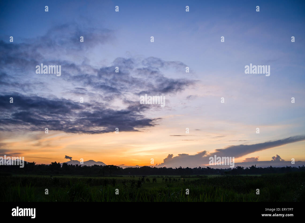 sunrise in rice Stock Photo - Alamy