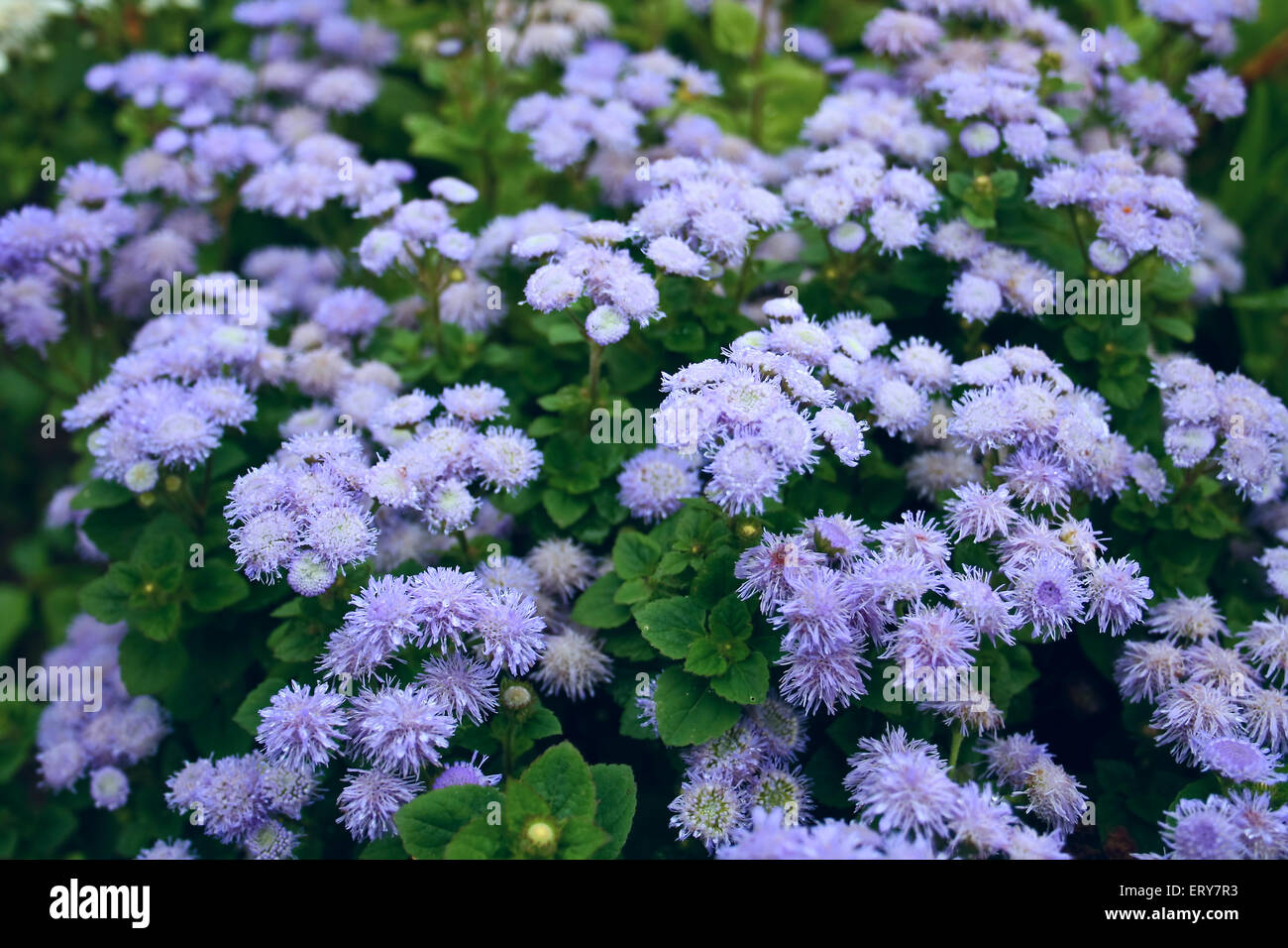 Beautiful autumn flowers Stock Photo - Alamy