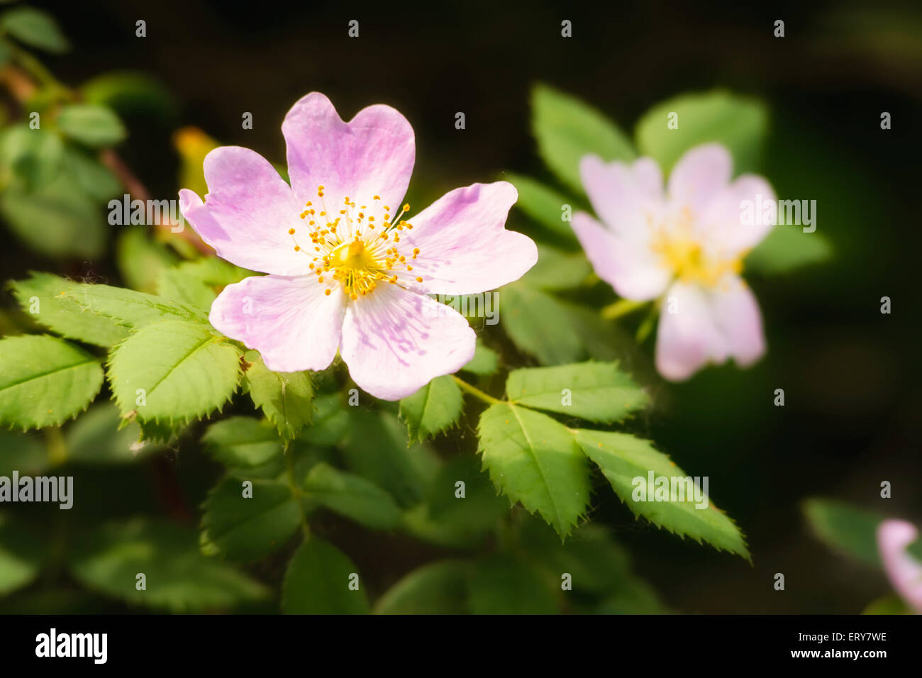 Nice pink rose hi-res stock photography and images - Alamy