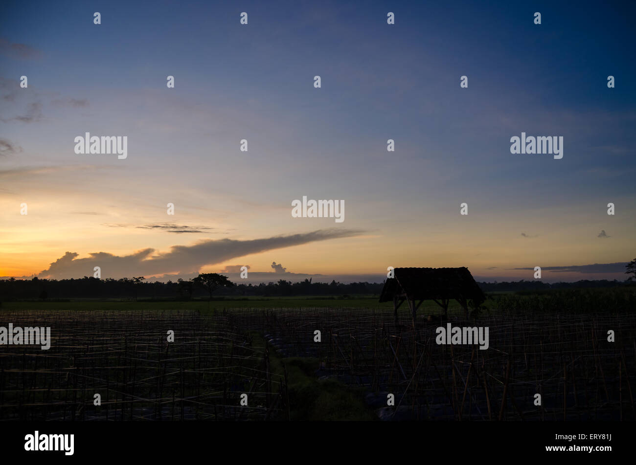 sunrise in rice Stock Photo - Alamy