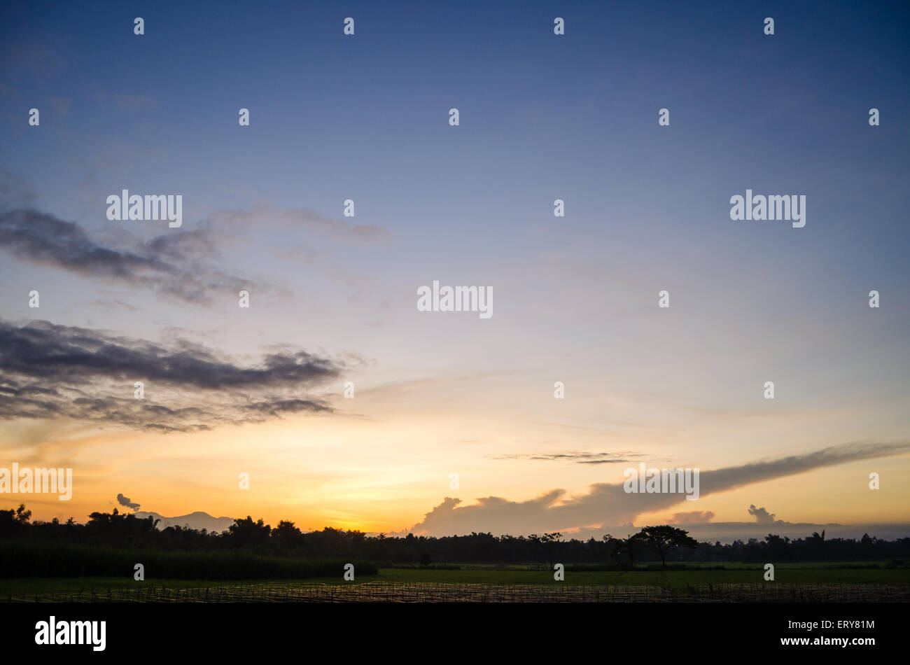 sunrise in rice Stock Photo - Alamy