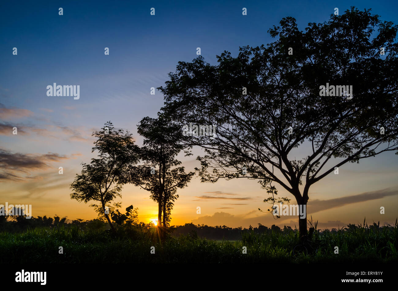the morning sun in the fields dewy Stock Photo - Alamy