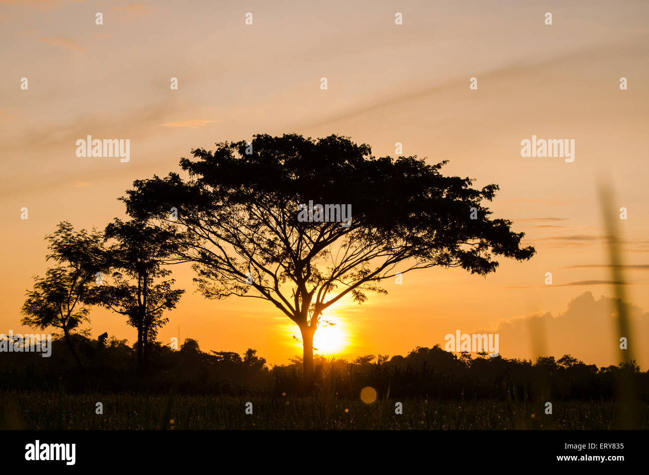 the morning sun in the fields dewy Stock Photo - Alamy
