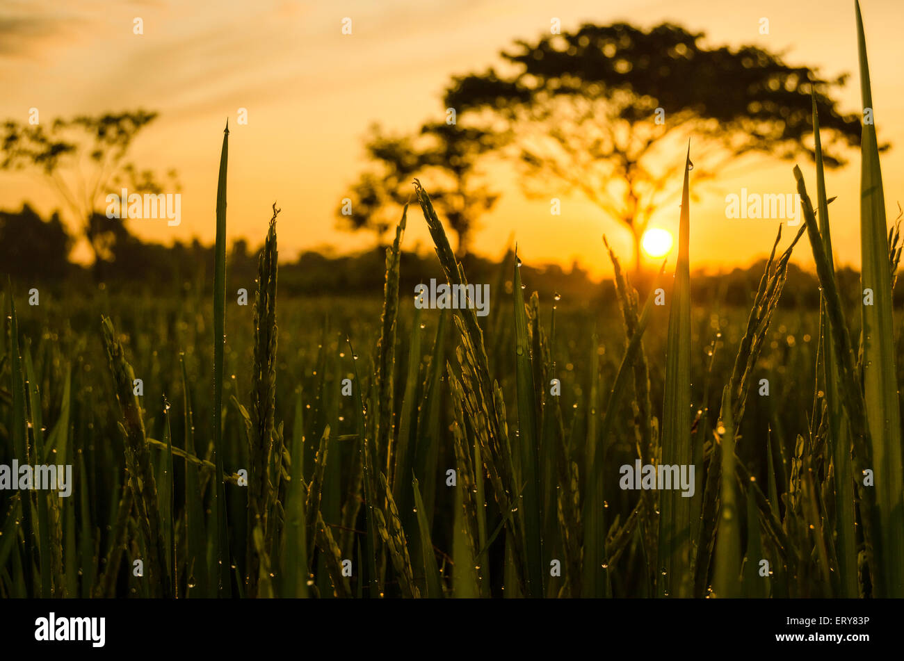 the morning sun in the rice fields dewy Stock Photo - Alamy
