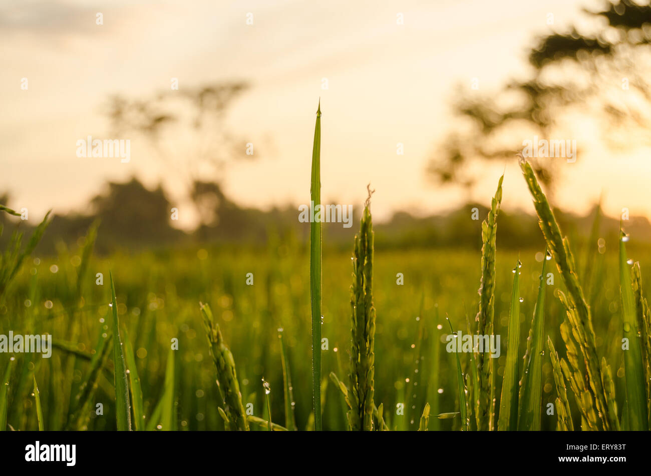 the morning sun in the rice fields dewy Stock Photo - Alamy