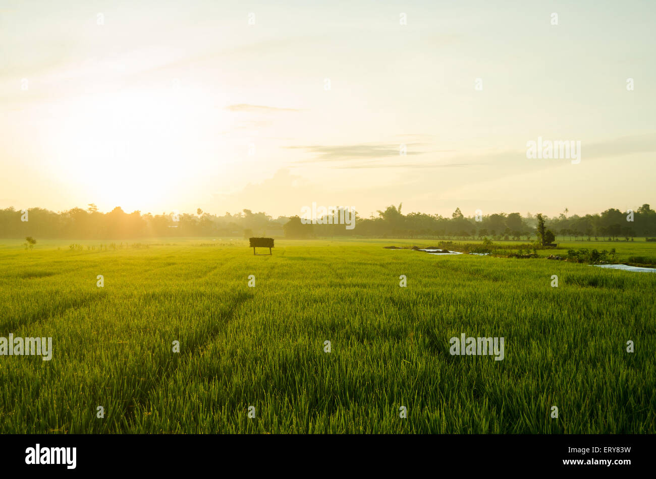 Rice field in java hi-res stock photography and images - Alamy