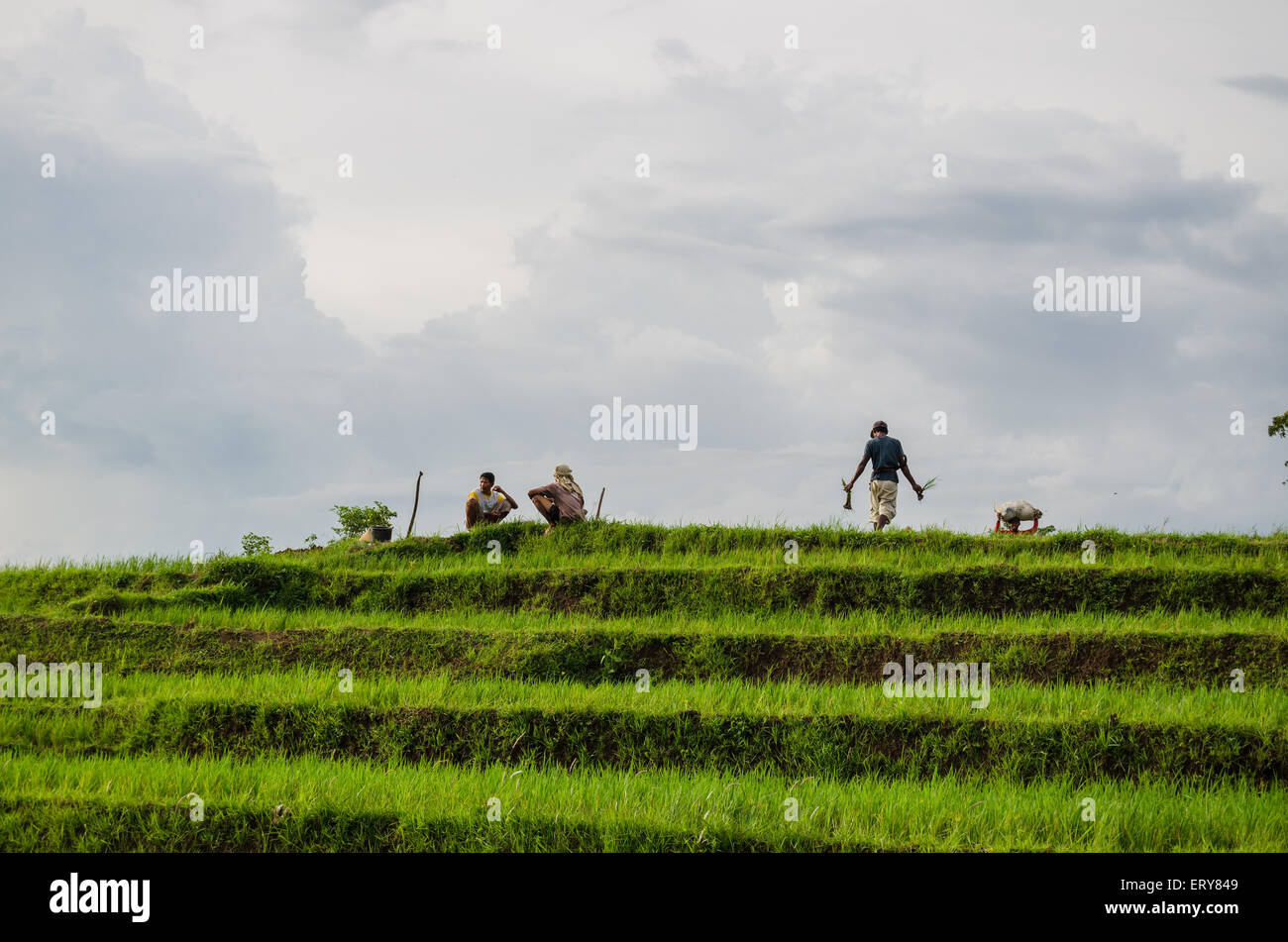 traditional farmers of paddy, east java Indonesia Stock Photo - Alamy