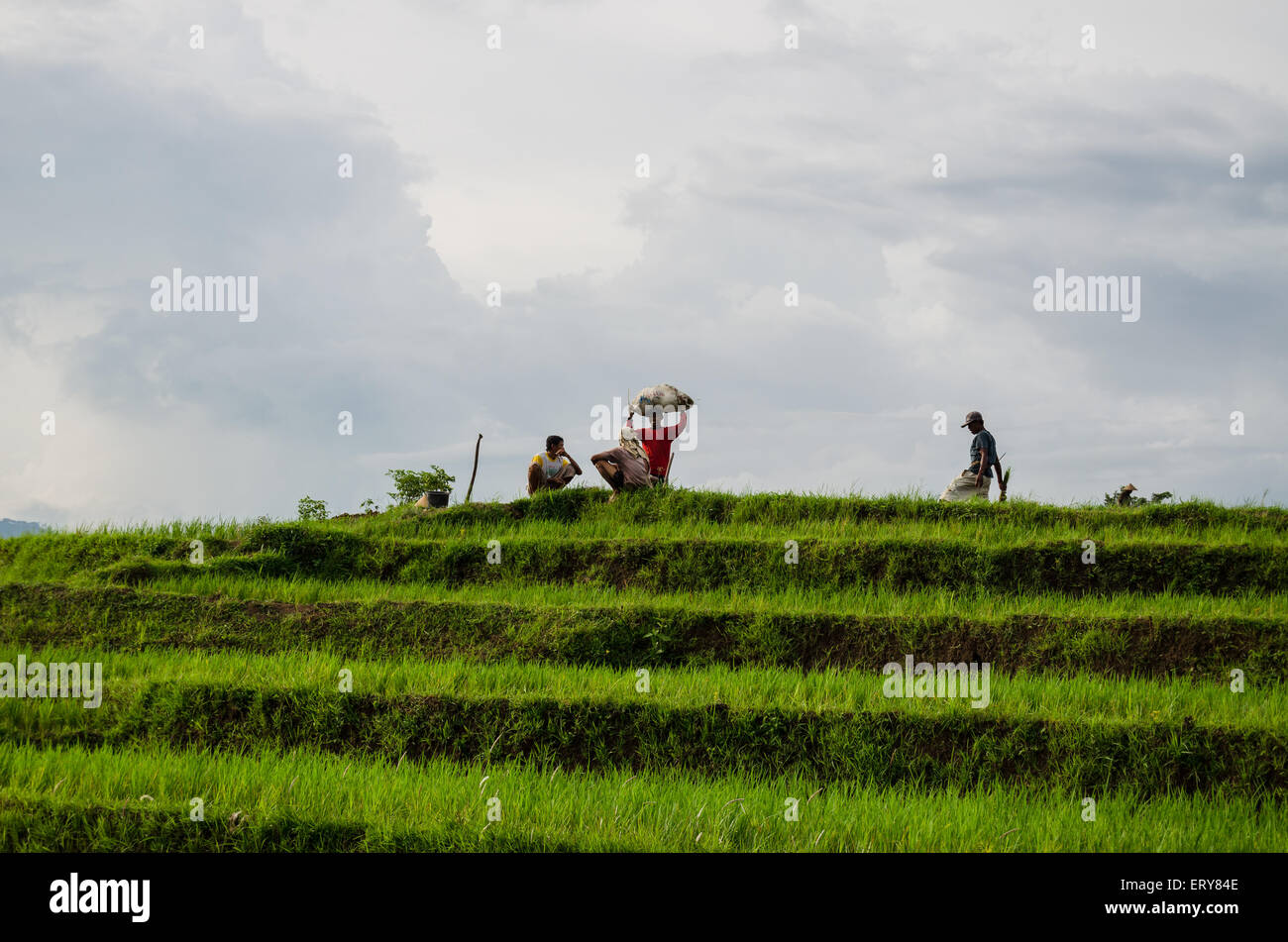 Traditional paddy hi-res stock photography and images - Alamy