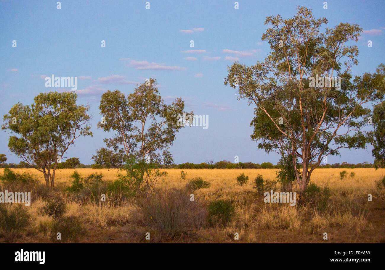 Eucayptus Trees at sunset in the Australian outback, near Longreach ...