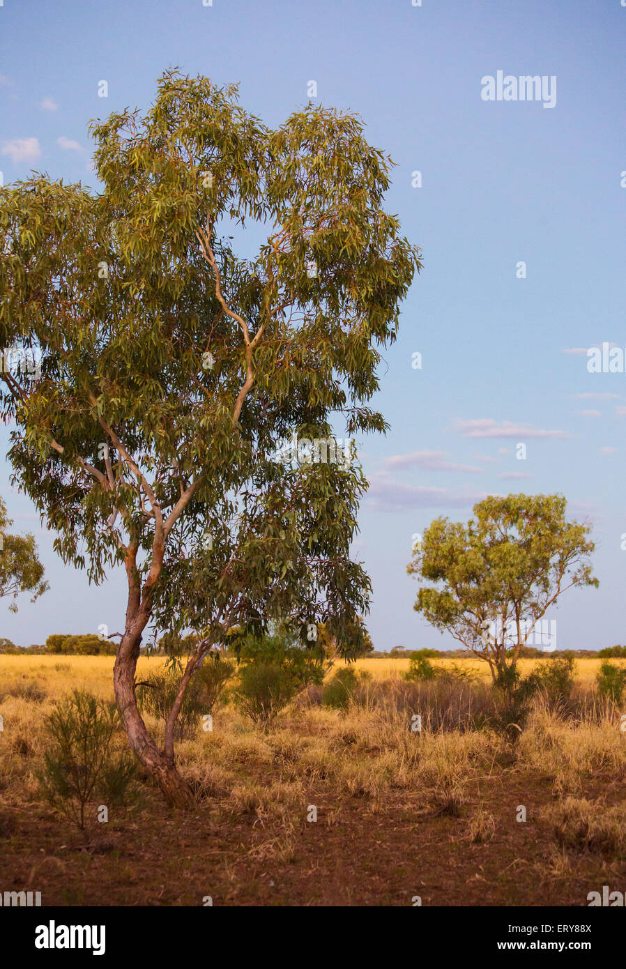 Country countryside dawn dusk eucalyptus inland outback qld queensland ...