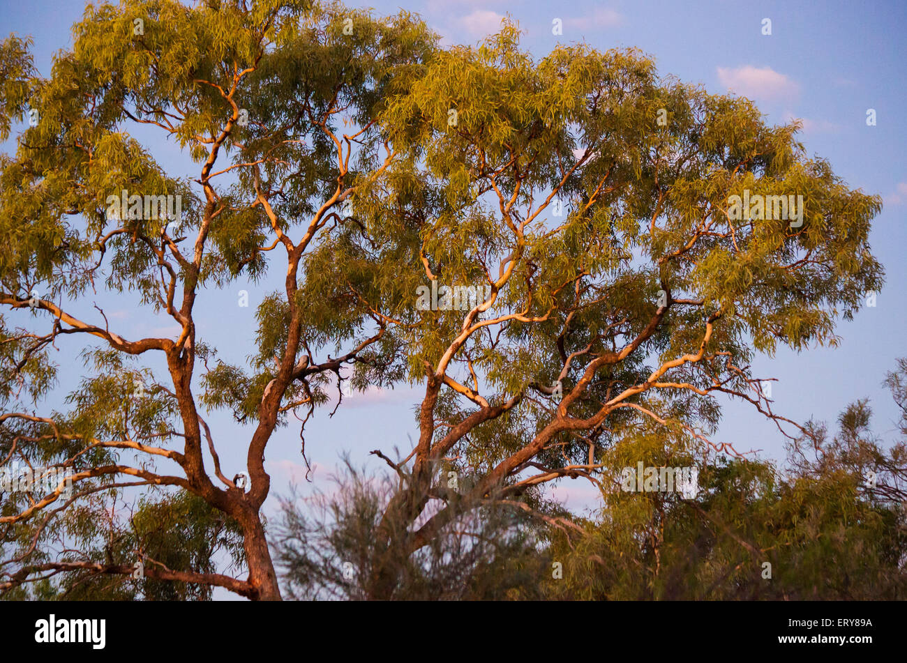 Eucayptus tree hi-res stock photography and images - Alamy