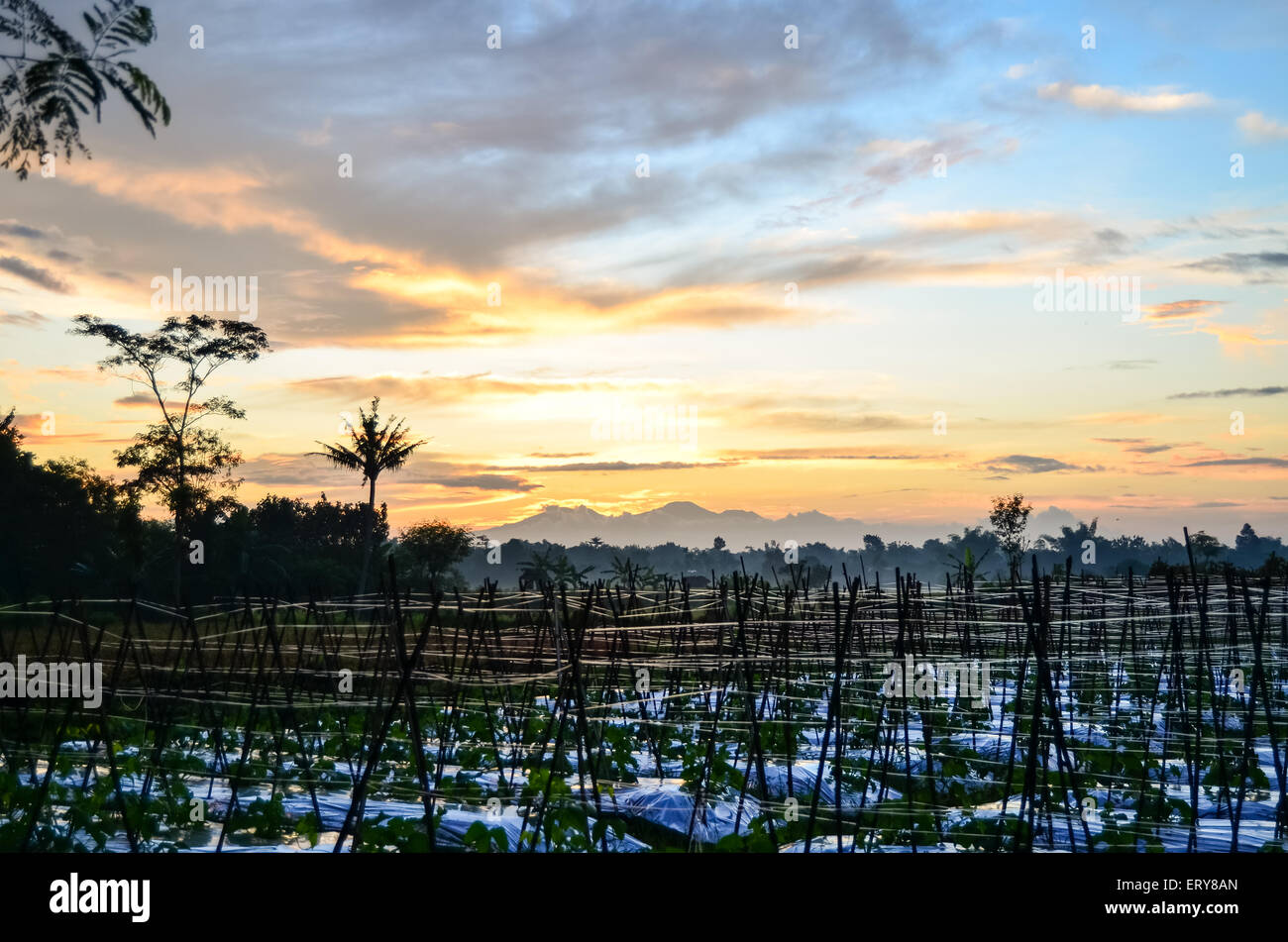 morning in farm Stock Photo - Alamy