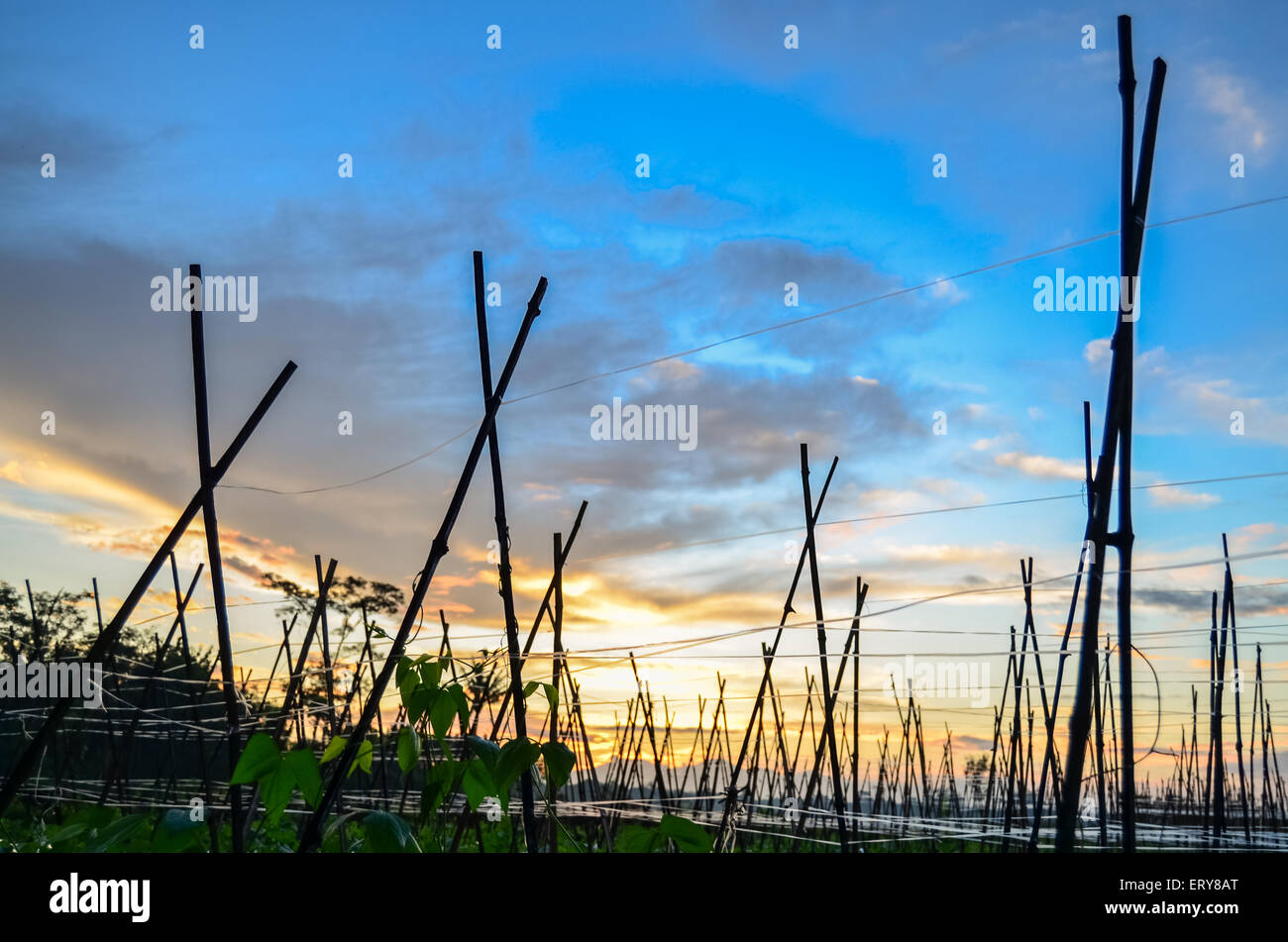 morning in farm Stock Photo - Alamy
