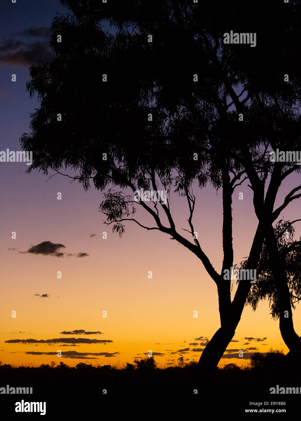 Tree silhouette in australian outback hi-res stock photography and ...