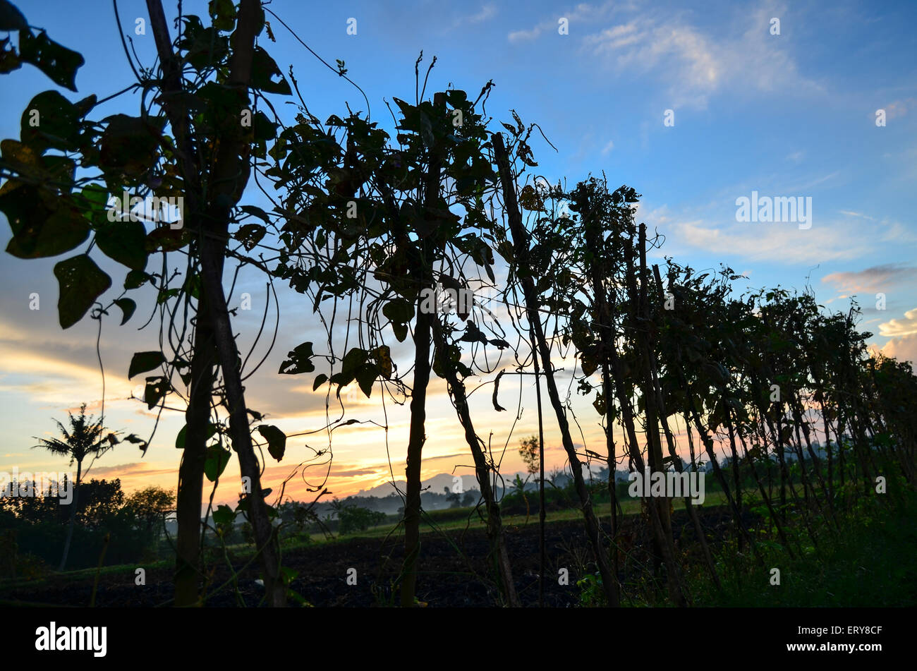 morning in farm Stock Photo - Alamy