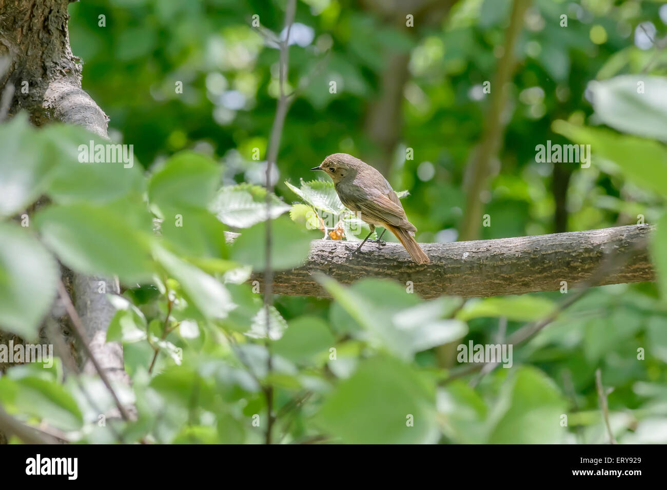 Nightingale singing tree hi-res stock photography and images - Alamy