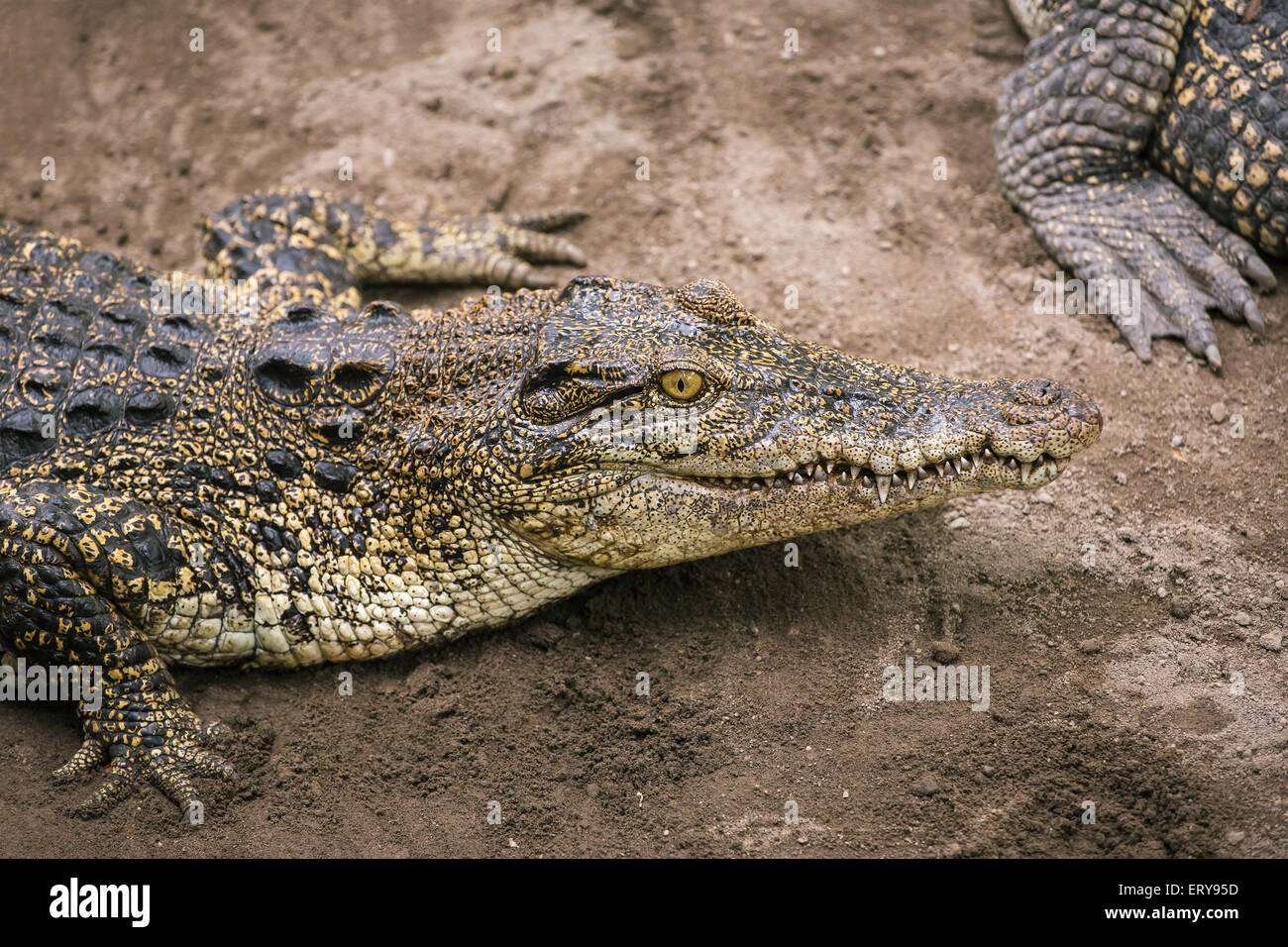 Crocodiles zoo hi-res stock photography and images - Alamy