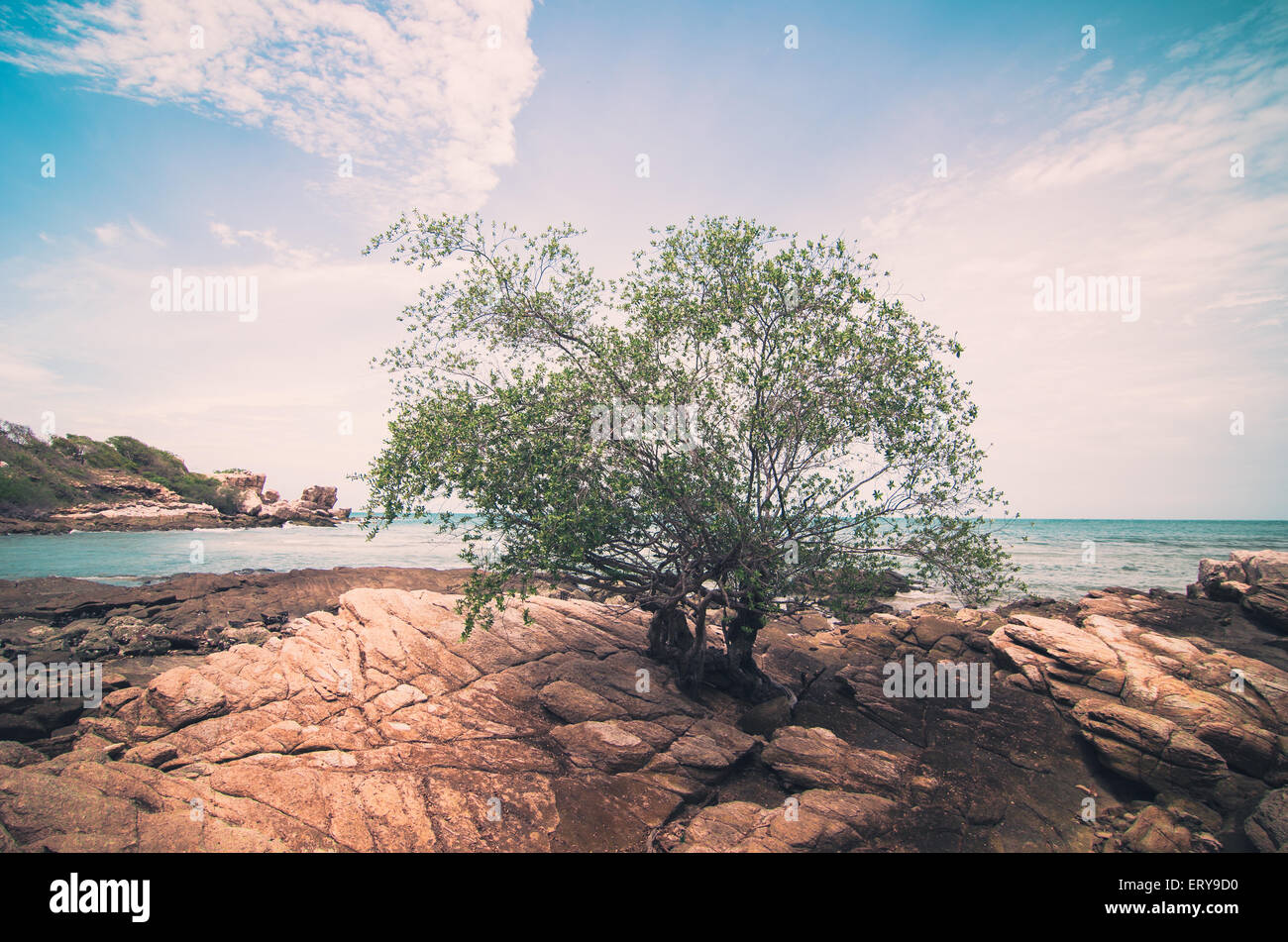 Beach tree rock and blue sea in Thailand vintage Stock Photo - Alamy