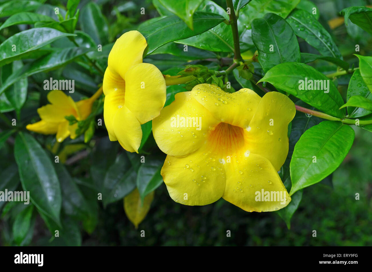 Allamanda flower hi-res stock photography and images - Alamy