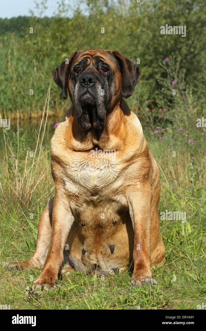 sitting Old English Mastiff Stock Photo - Alamy