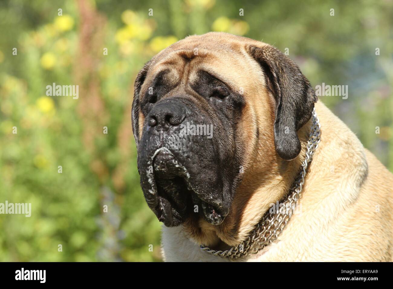 Old English Mastiff Portrait Stock Photo - Alamy