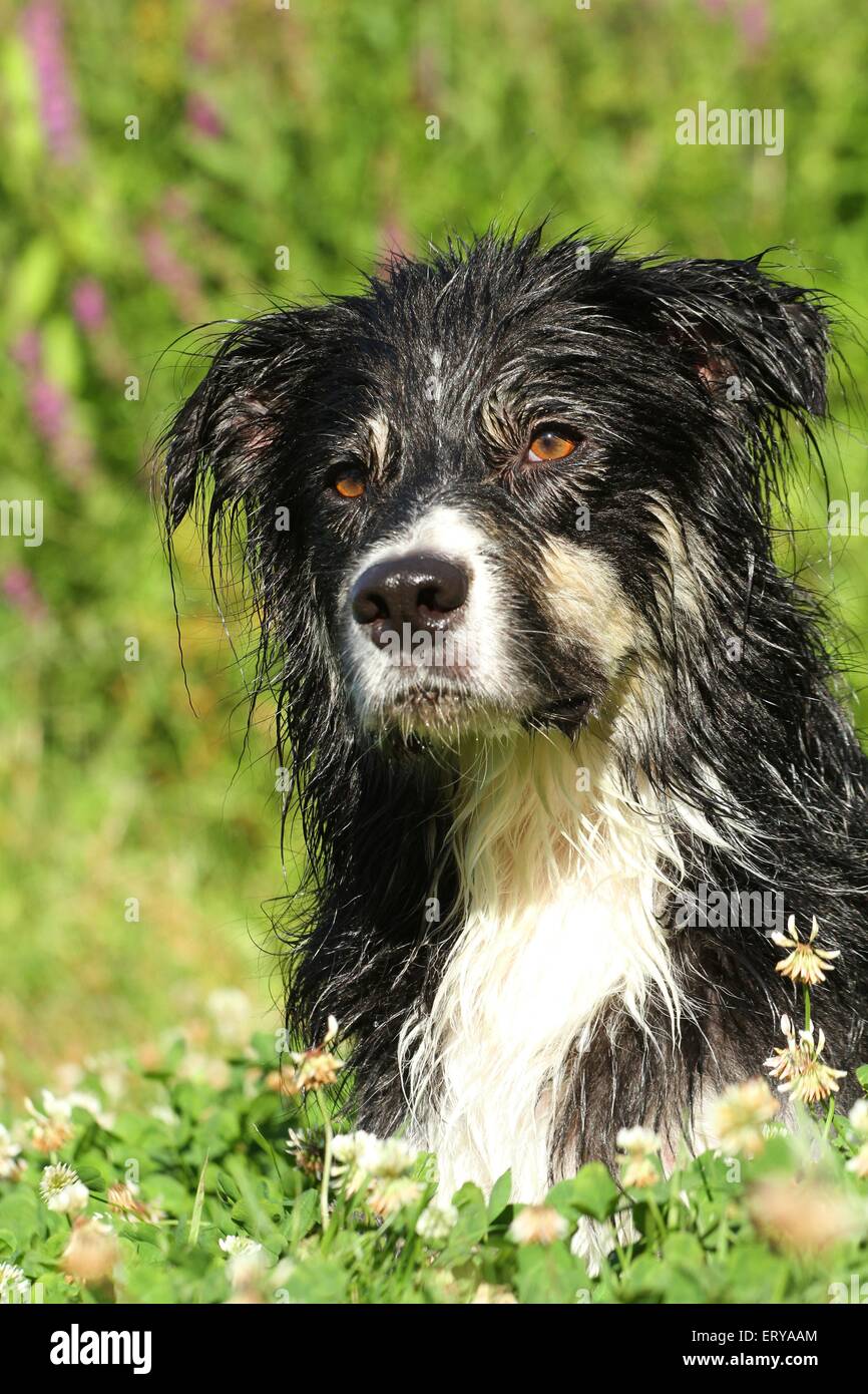 Wet mongrel hi-res stock photography and images - Alamy