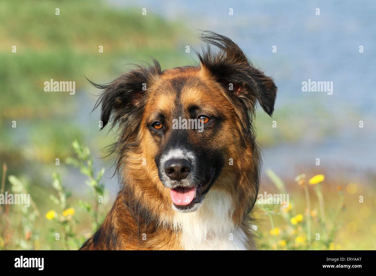 Portrait mongrel dog tongue hi-res stock photography and images - Alamy
