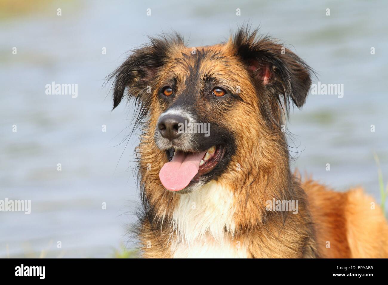 Wet mongrel hi-res stock photography and images - Alamy
