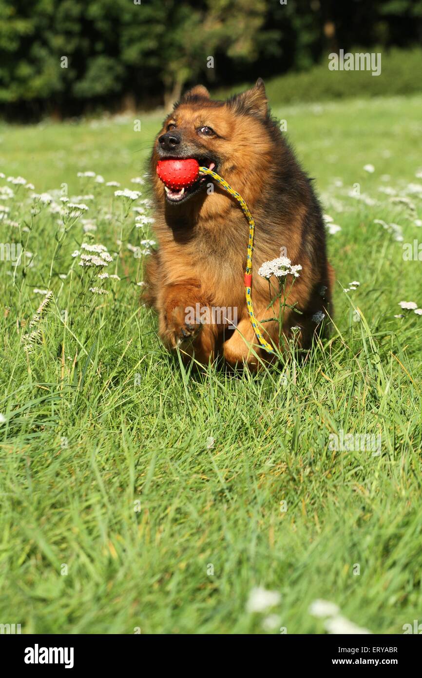 Red mongrel hi-res stock photography and images - Alamy