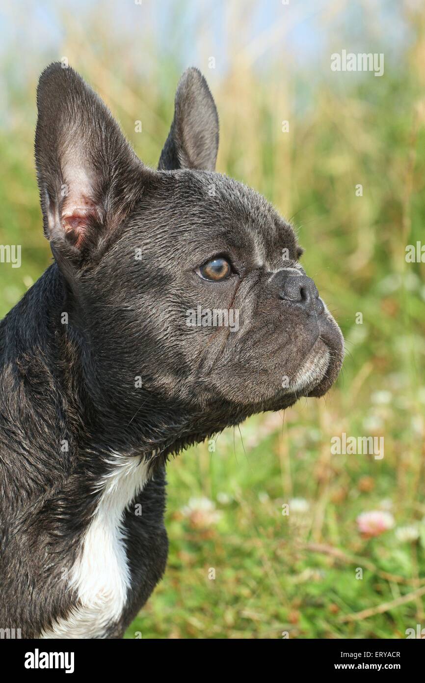 French Bulldog Portrait Stock Photo - Alamy