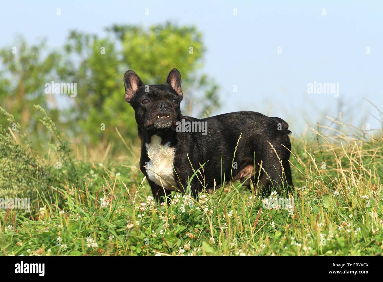 Male french bulldog standing hi-res stock photography and images - Alamy